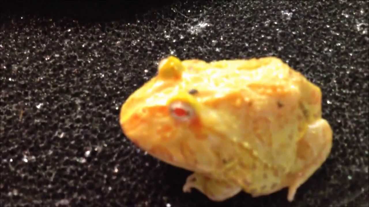 Ceratophrys cranwelli - LIME-GREEN-ALBINO - by PACpedia (M&L Pacman ...