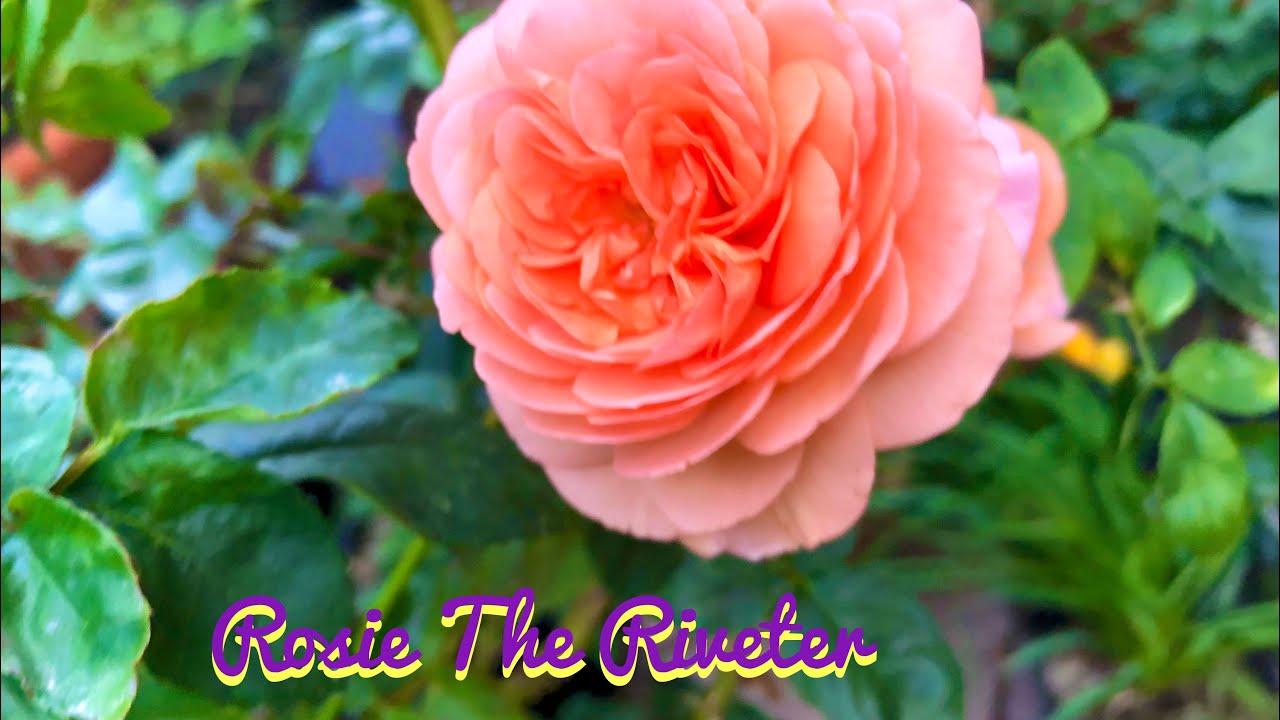 Rosie The Riveter Rose | Woman Empowerment - YouTube