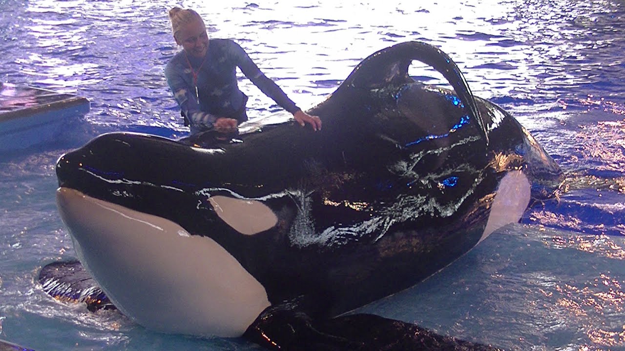 One Ocean (Full Show/Full HD) July 27 2015 6pm - SeaWorld San Antonio ...