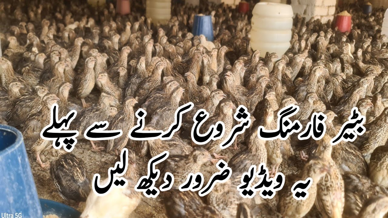 quail farming in Pakistan| beginners guide for quail farming|| - YouTube