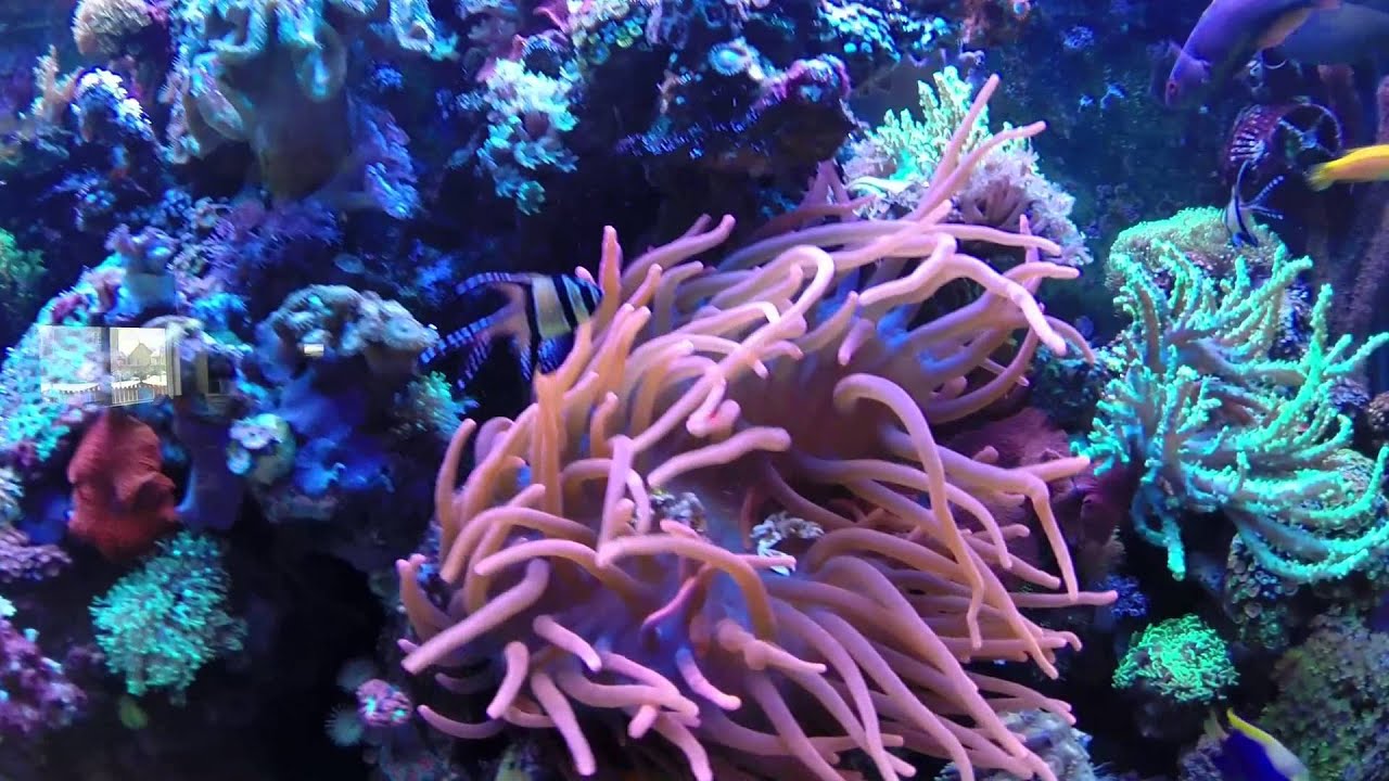 140 Gallon Mixed Reef Tank - YouTube