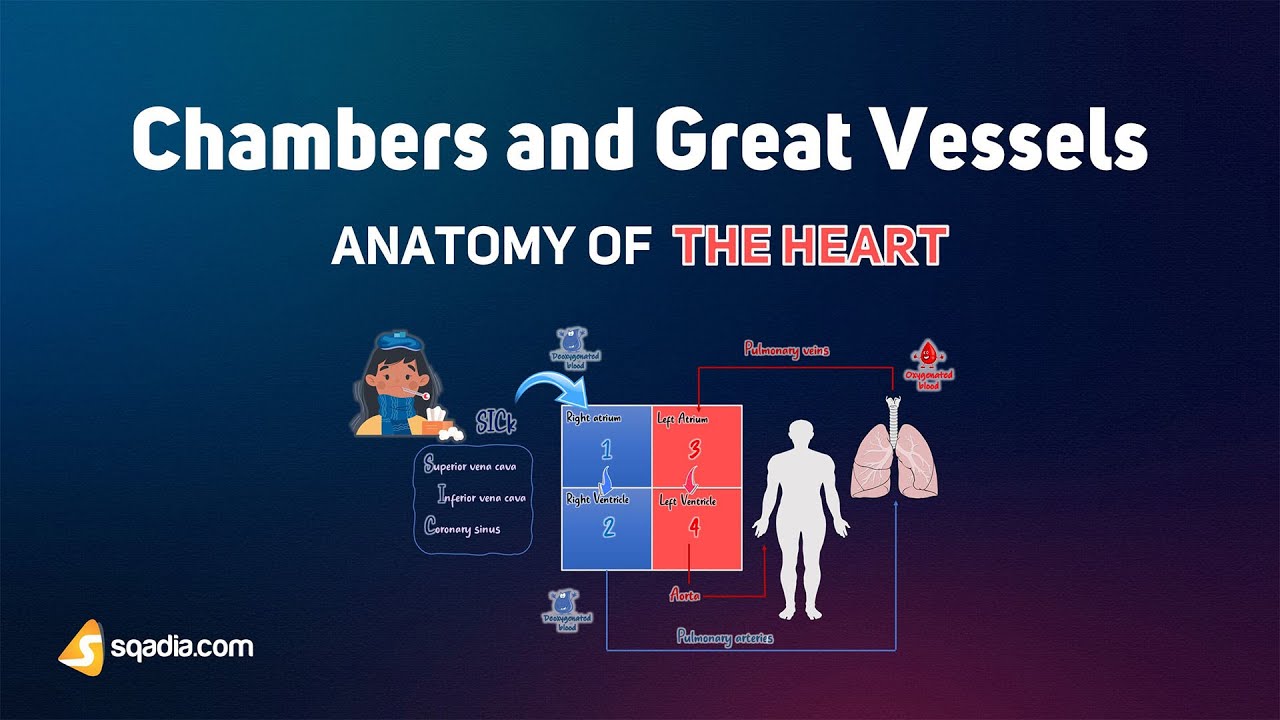Anatomy of the Heart - Chambers and Great Vessels - YouTube