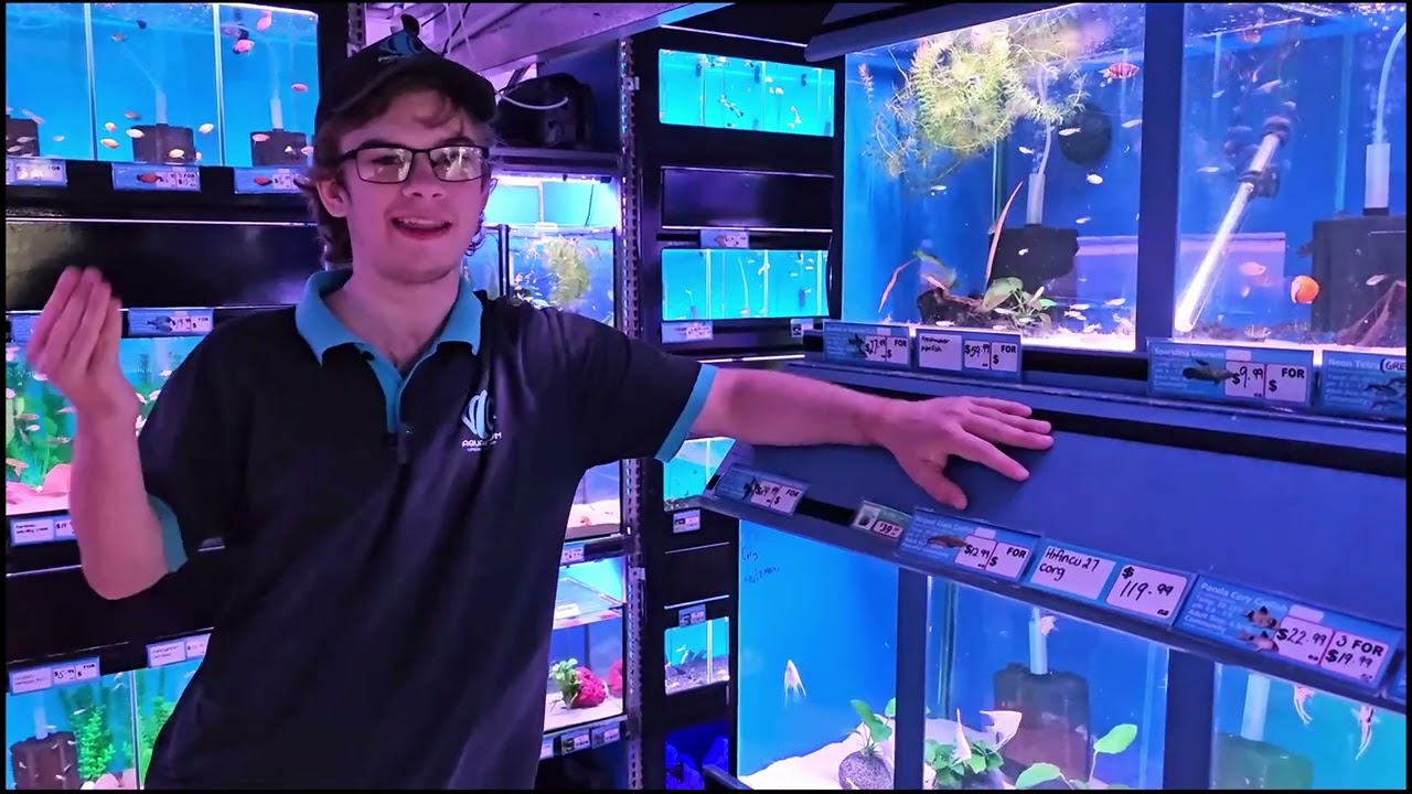 Aquarium Products: Live Fish, Live Plants | Aquarium Central