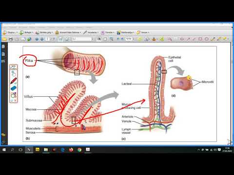 Sindirim Sistemi ince bağırsağın yapısı