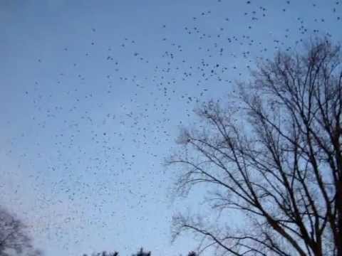 birds flying out of tree then flying back again - YouTube