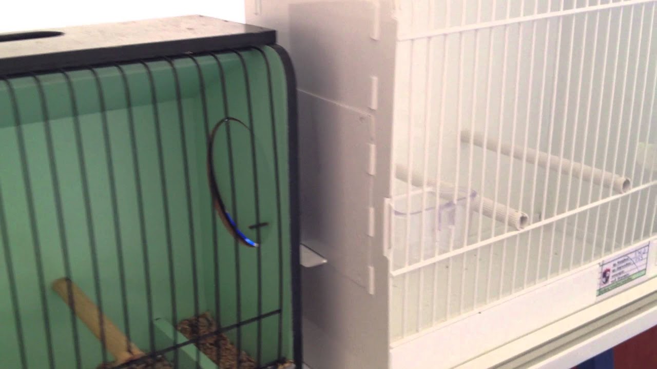 Εκθεσιακό κλουβί τύπου και χρώματος - exhibition cage - YouTube