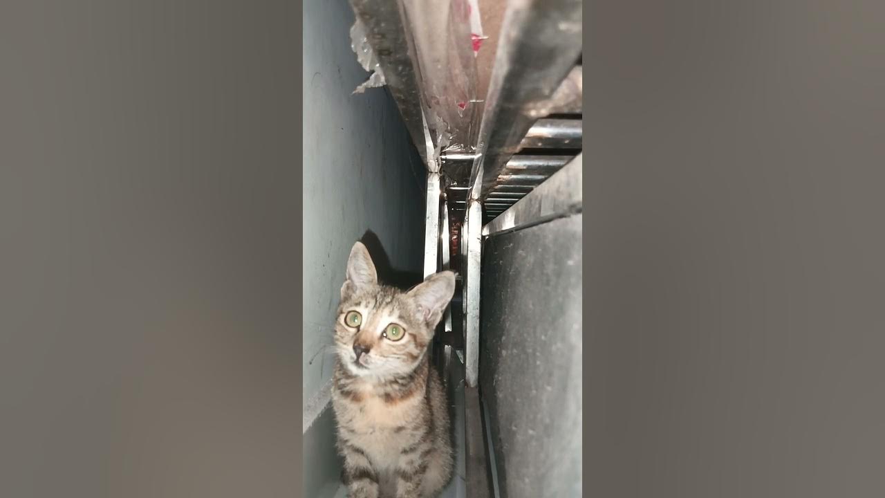 op mister cat(1) - YouTube