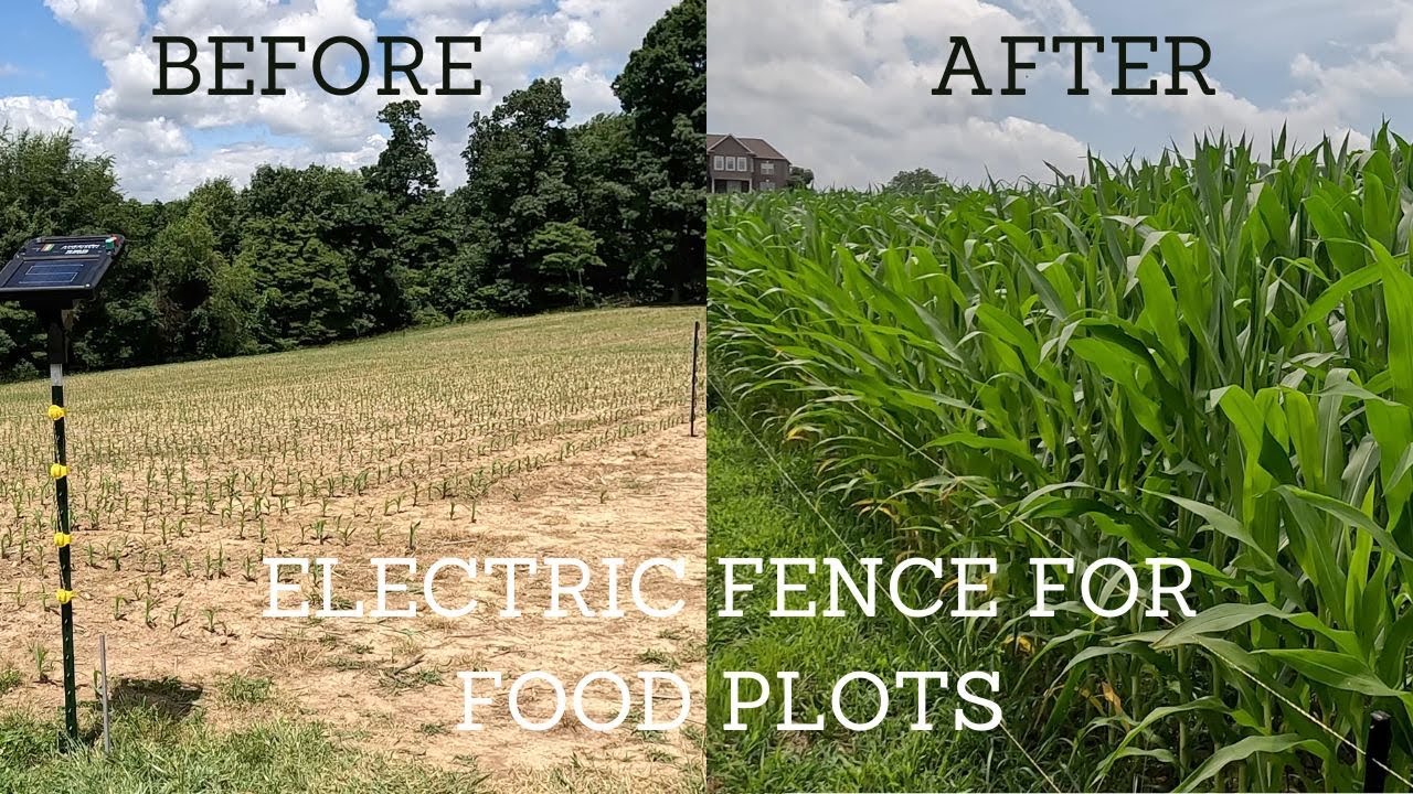 Best Electric Fence To Protect Food Plots From Deer | How to Install ...