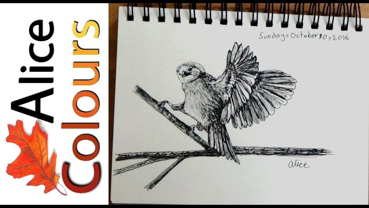 pen and ink speed drawing #7 bird - YouTube