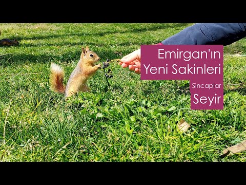 Emirgan'ın Yeni Sakinleri: Sincaplar (İstanbul) - Seyir