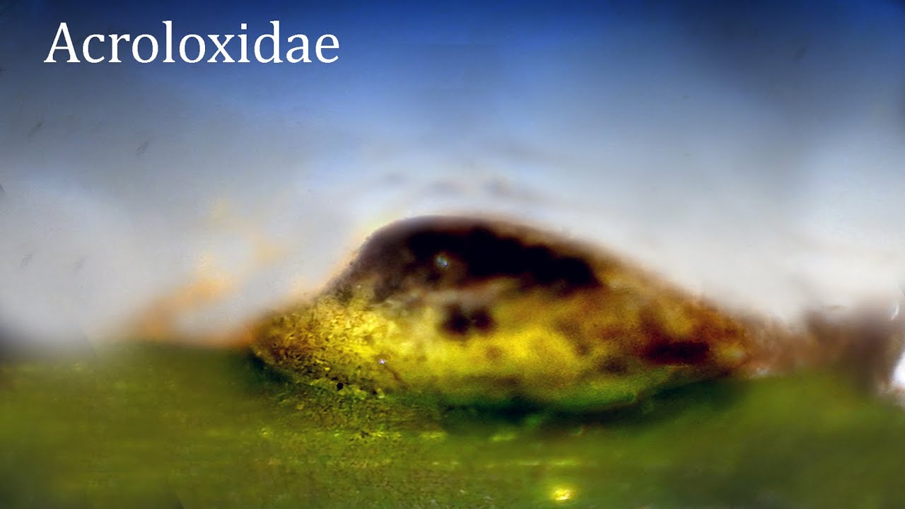 Acroloxus lacustris - YouTube