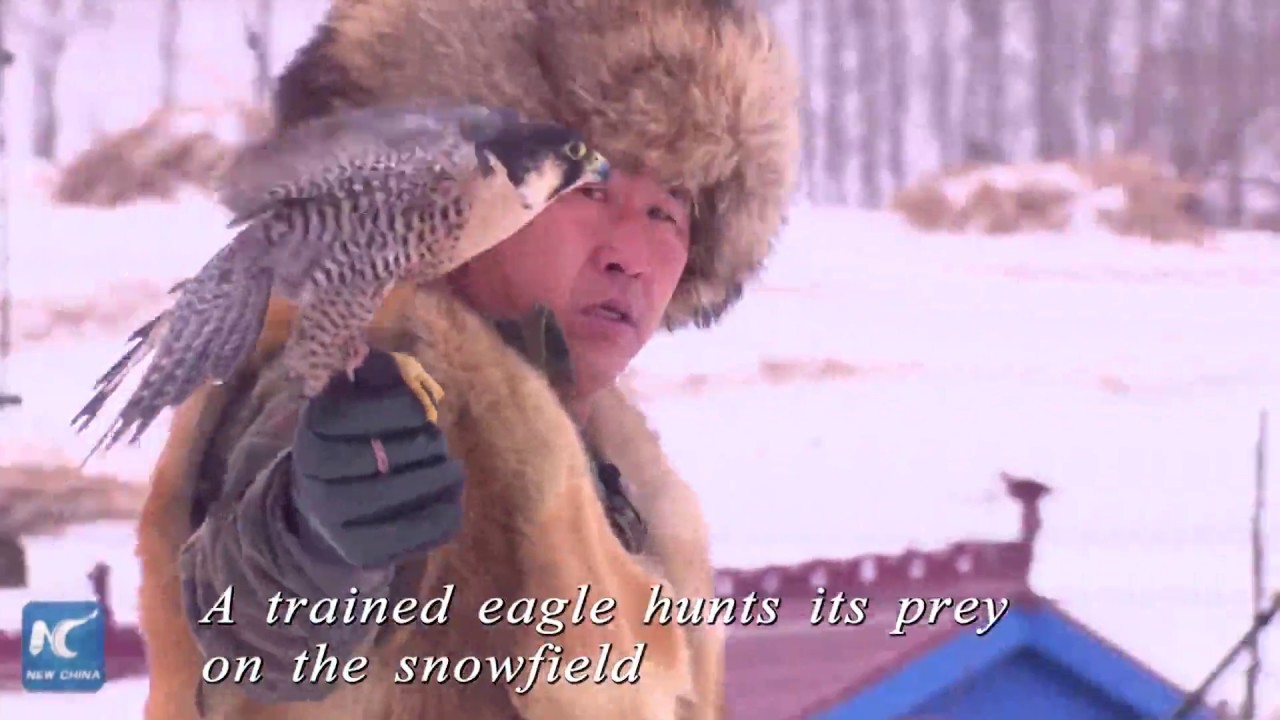Ancient falconry still prevails in NE China village - YouTube