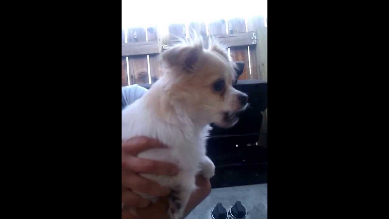 Little dog growling - YouTube