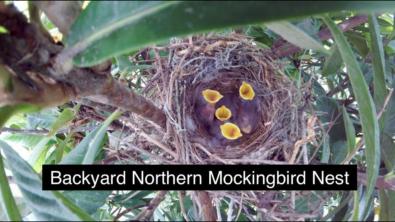 Backyard Bird Nest Day 1 - Northern Mockingbird 4K - YouTube