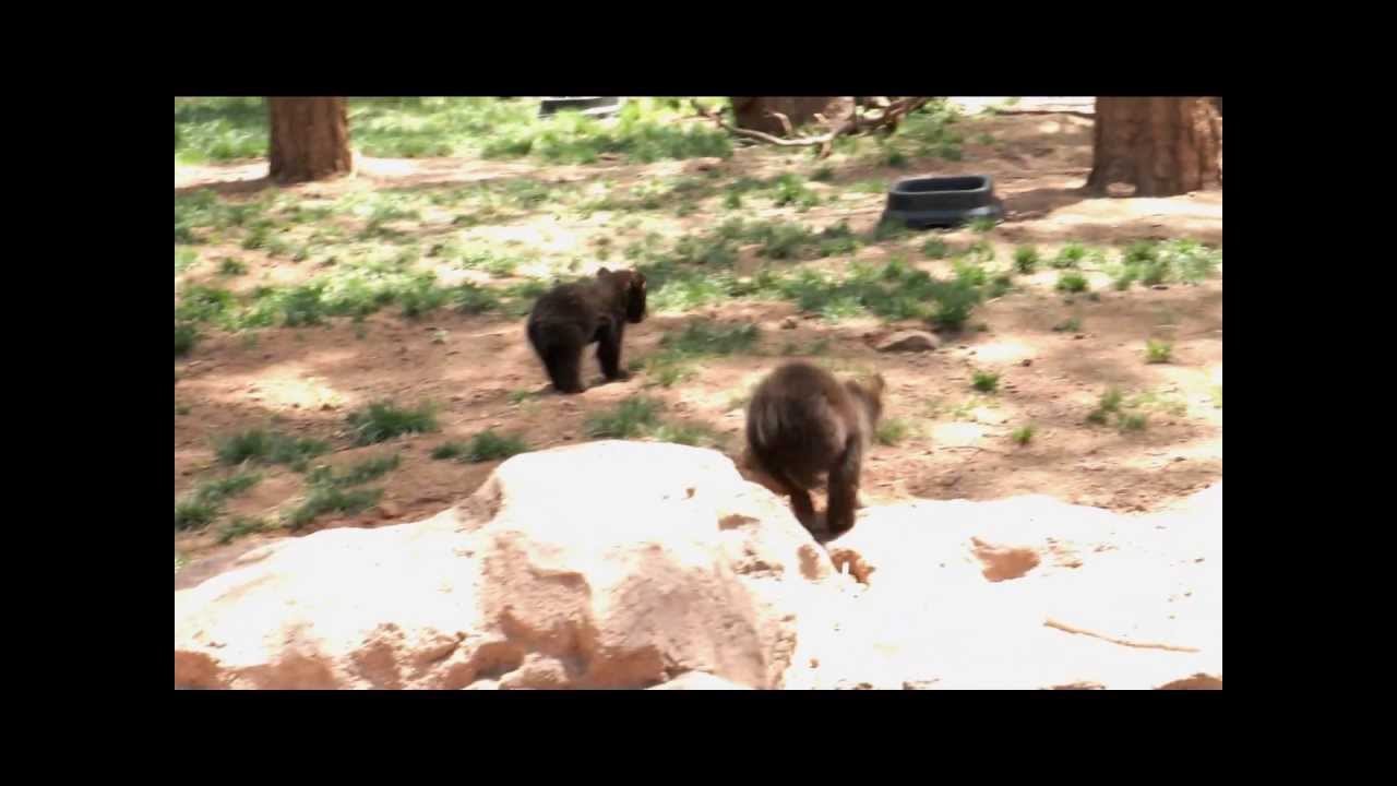 Baby Bear Has Diarrhea - YouTube