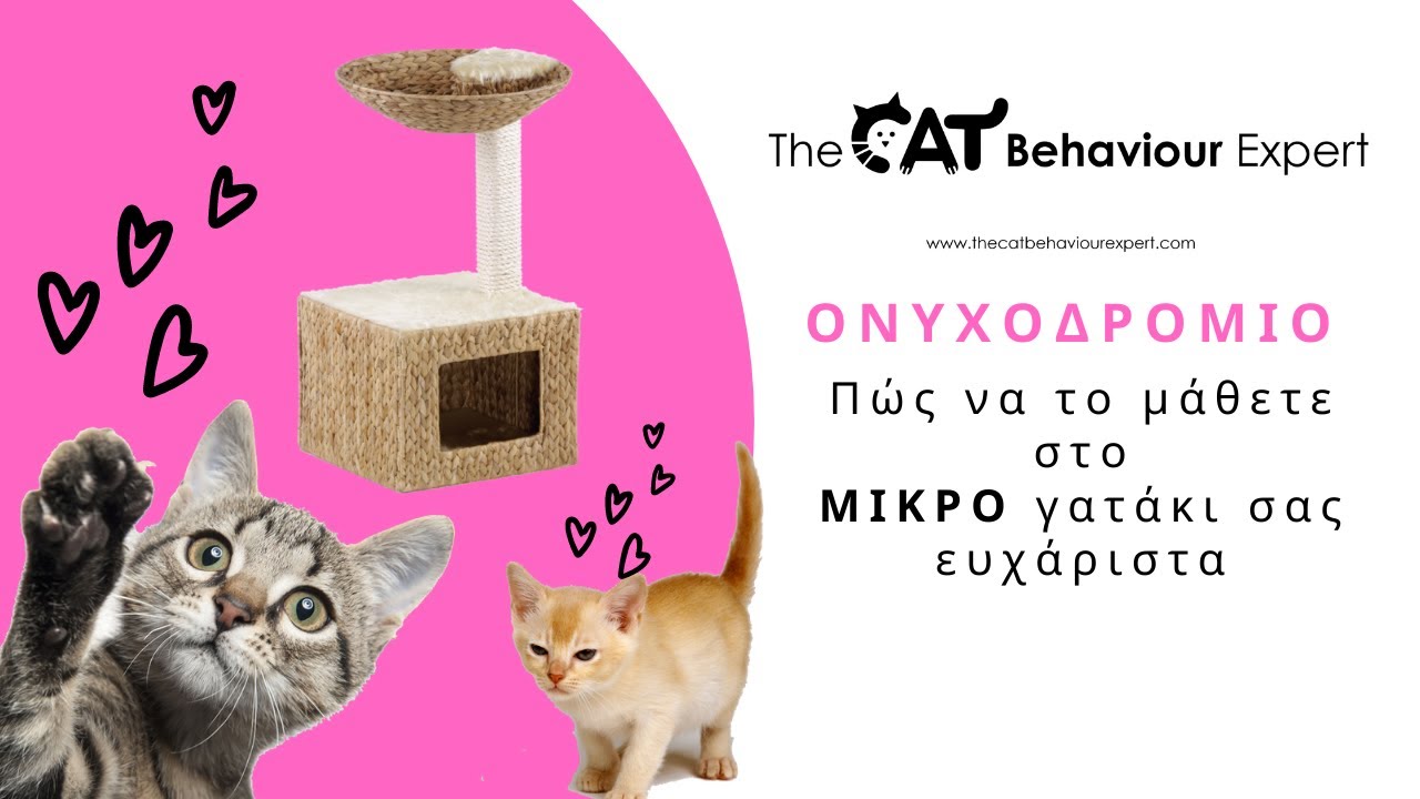 ΟΝΥΧΟΔΡΟΜΙΟ ΓΑΤΟΔΕΝΤΡΟ : Πως θα το μάθετε στο ΜΙΚΡΟ ΓΑΤΑΚΙ σας| www ...