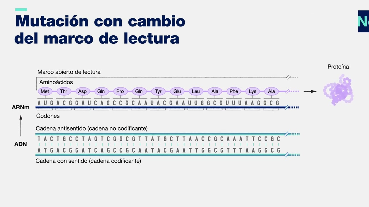 Diagrama De Mutación Por Desplazamiento Del Marco De Lectura El Dogma