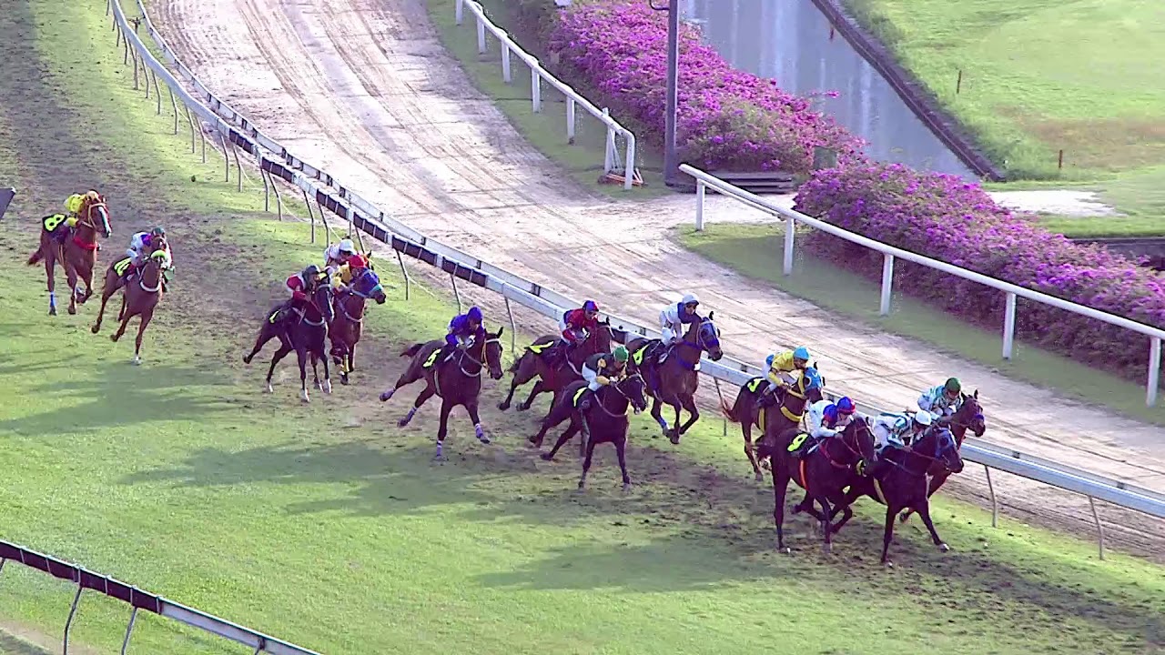 Thailand horse racing 2018 Jan, 14 | ม้าแข่งเที่ยว 8 ชั้น 5ก - YouTube