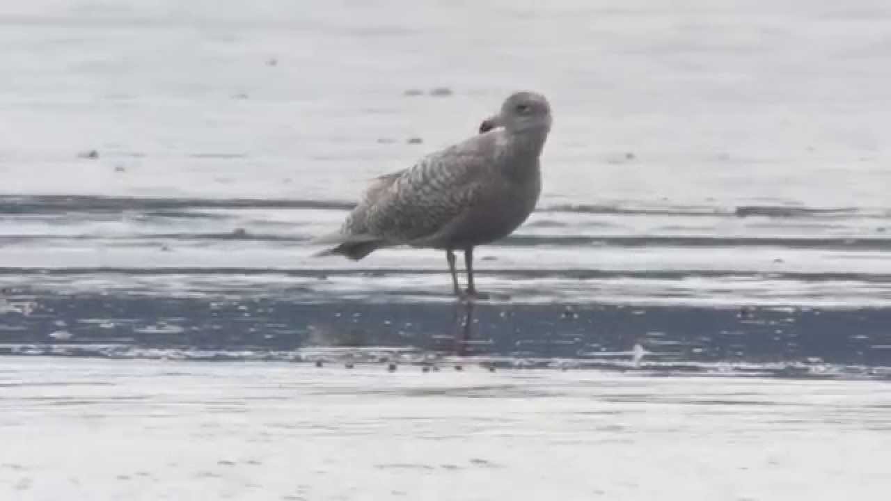 Mewa blada L. hyperboreus. - YouTube