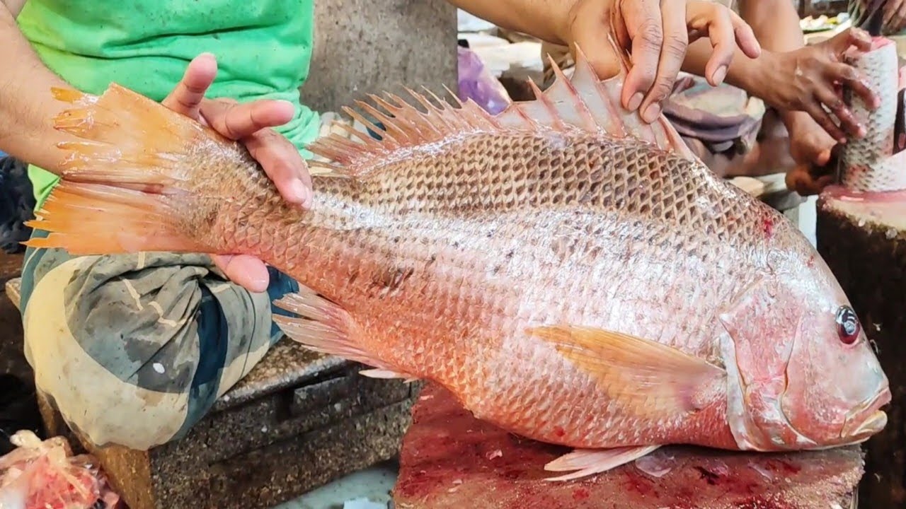 Amazing Emperor Fish Cutting Skills In Bangladesh Fish Market By Expert ...