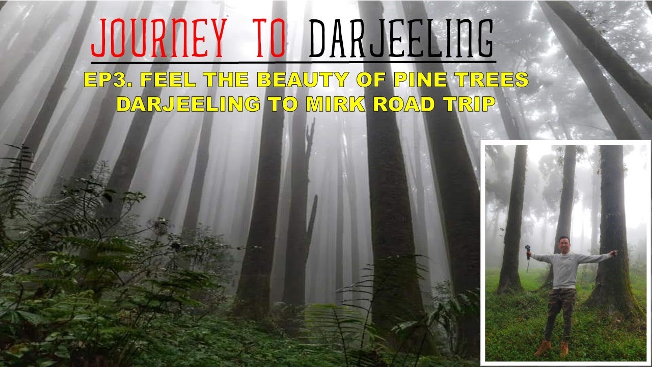 Feel The Beauty of Pine Tree Forest | Darjeeling to Mirik Road Trip ...