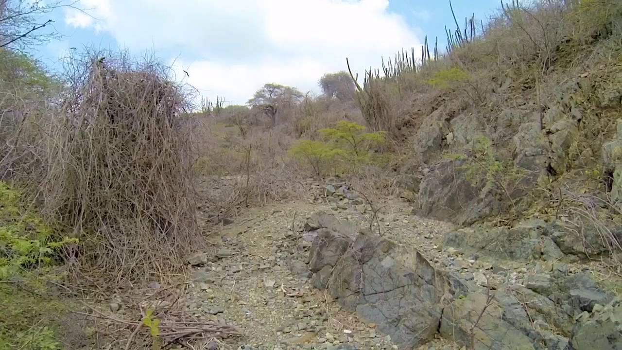 Rooi Taki Aruba - YouTube