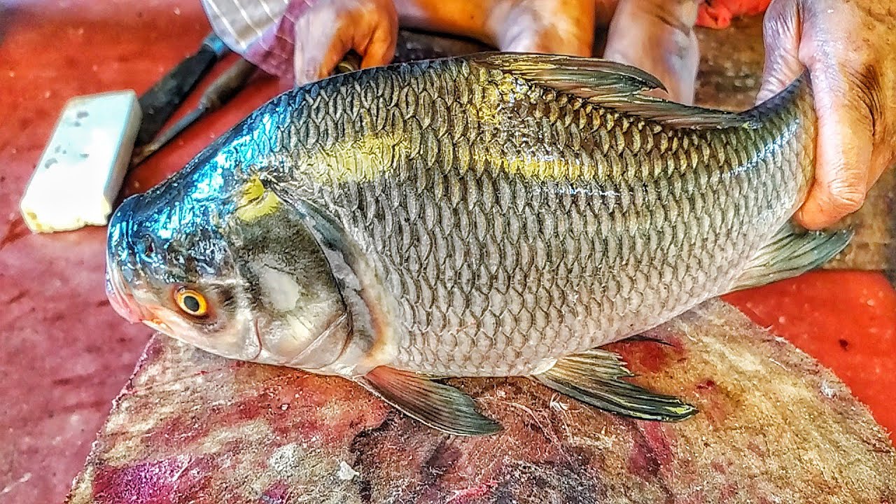Incredible Big Catla Fish Cutting Skills In Fish Market | Big Size ...