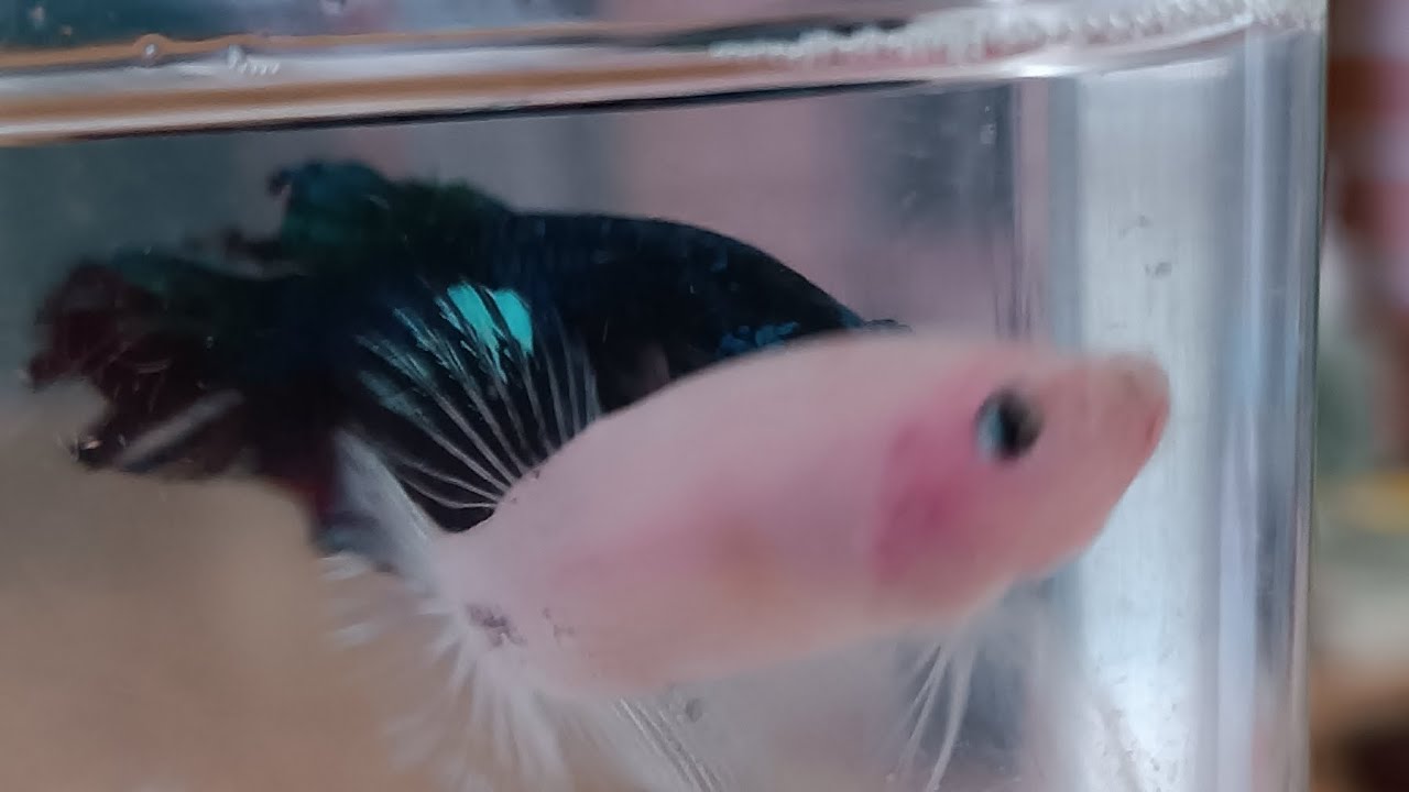 Baru belajar mengawan(Pinka & Pinku) - YouTube