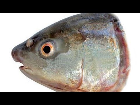 Fish Head Gravy // Meen Manda KULAMBU// - YouTube