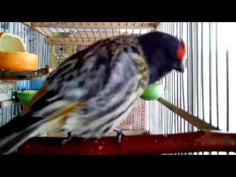 Попели поели и опять попели в Унисон Красношапочные вьюрки и другие птицы goldfinch