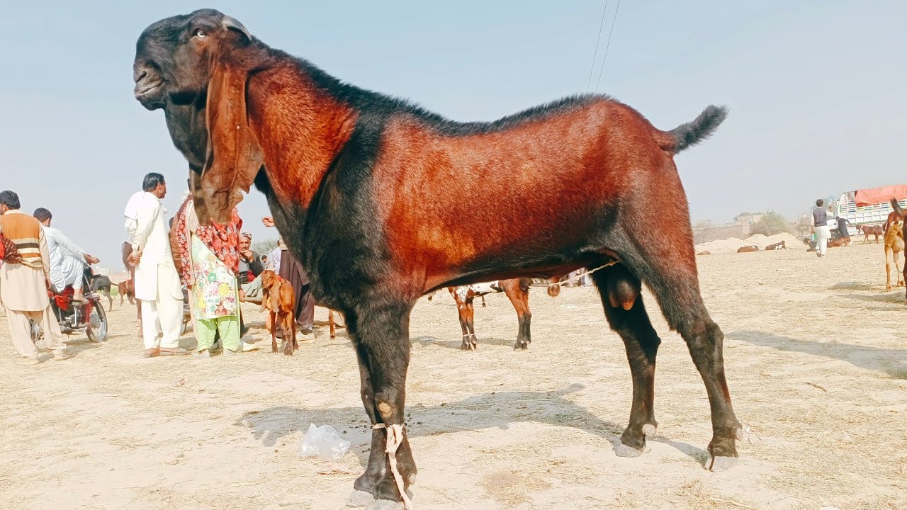 Bakra Mandi sAHlwAL puir bital bakry Altaf goat farm - YouTube