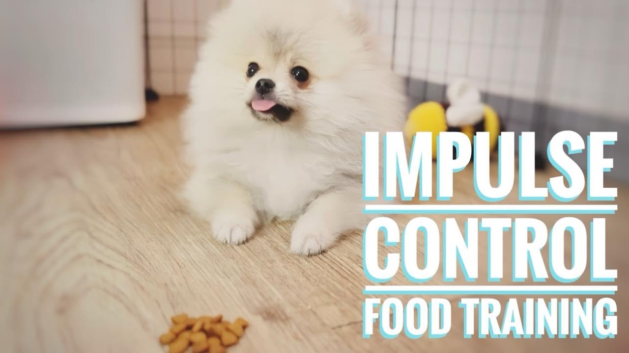 IMPULSE CONTROL 2022 | FOOD TRAINING with a Pomeranian - YouTube