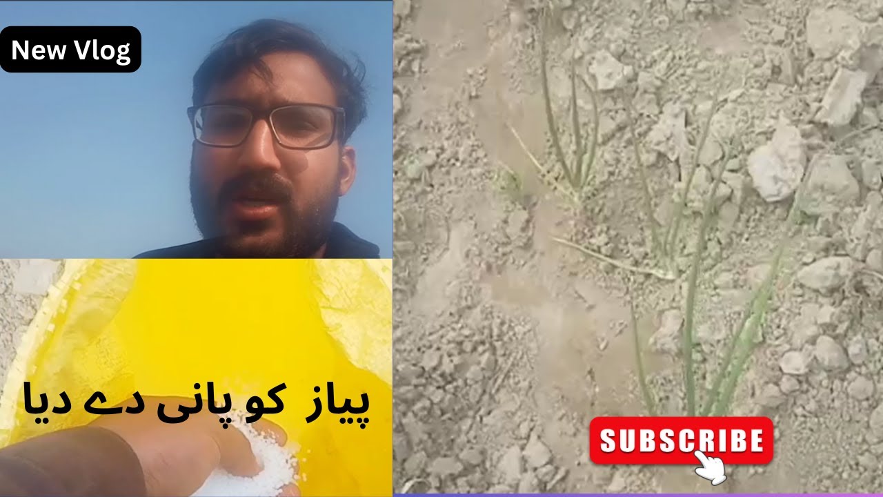 Water The Onions | Onions Ki Goodi Day Di | Vlogs | Aslam Sani Vlogs ...