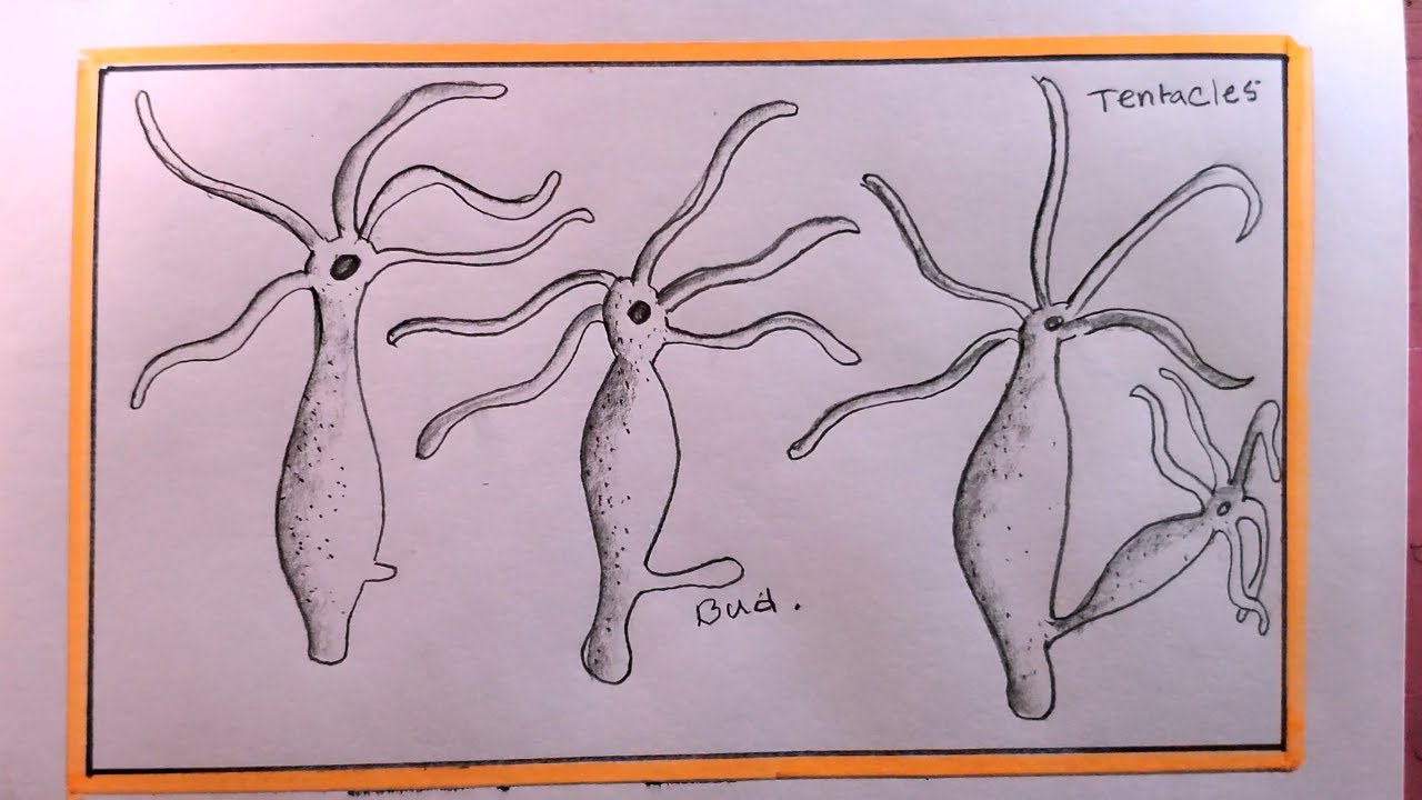 how to draw budding in hydra - YouTube