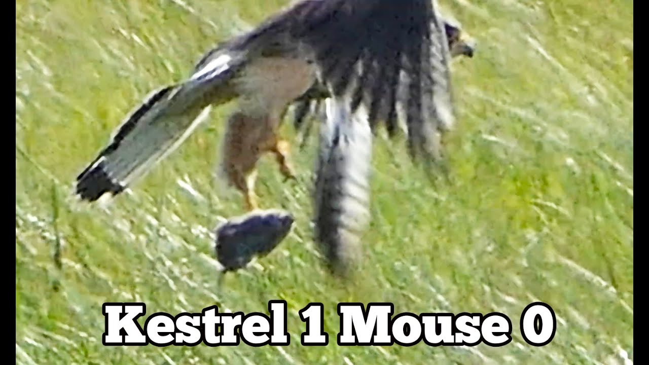 Kestrel catches Mouse - YouTube