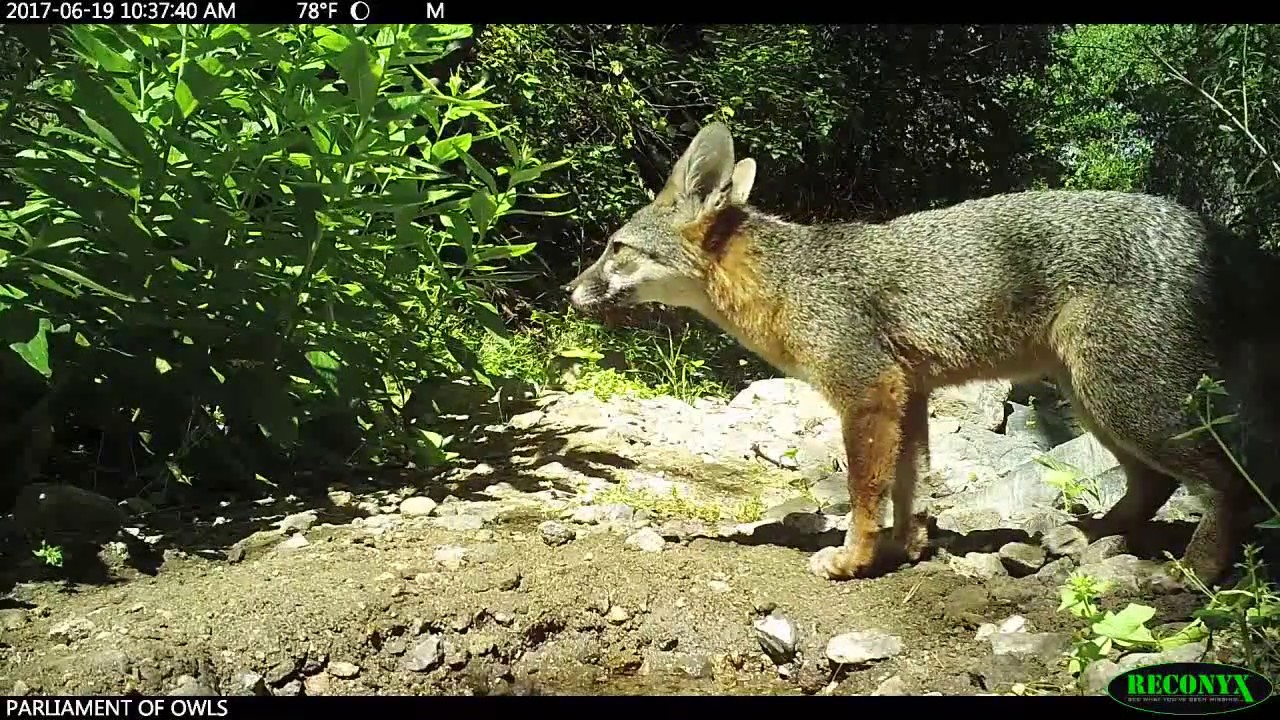 Summer Time Action Local Wildlife Of The San Gabriels 2017 Youtube 2960