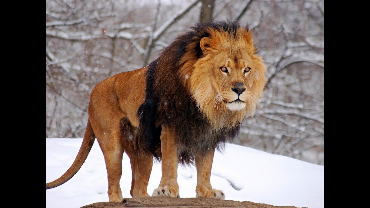 In A Pit With A Lion On A Snowy Day - YouTube