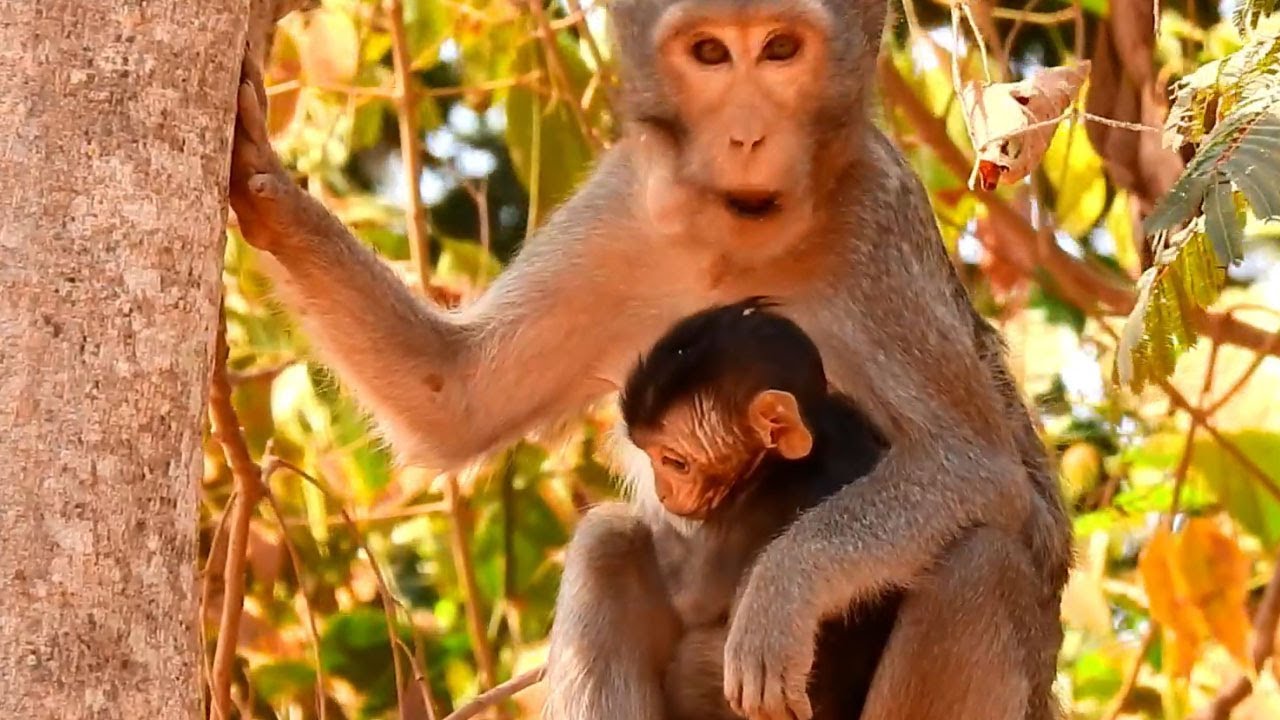 Pity monkeys their skinny cos not enough food to eats, When share foods ...