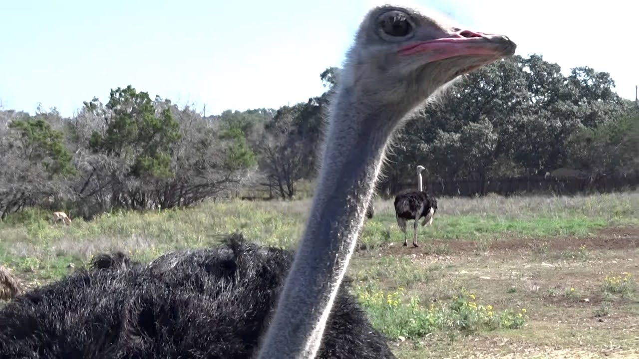 Ostrich in car - YouTube