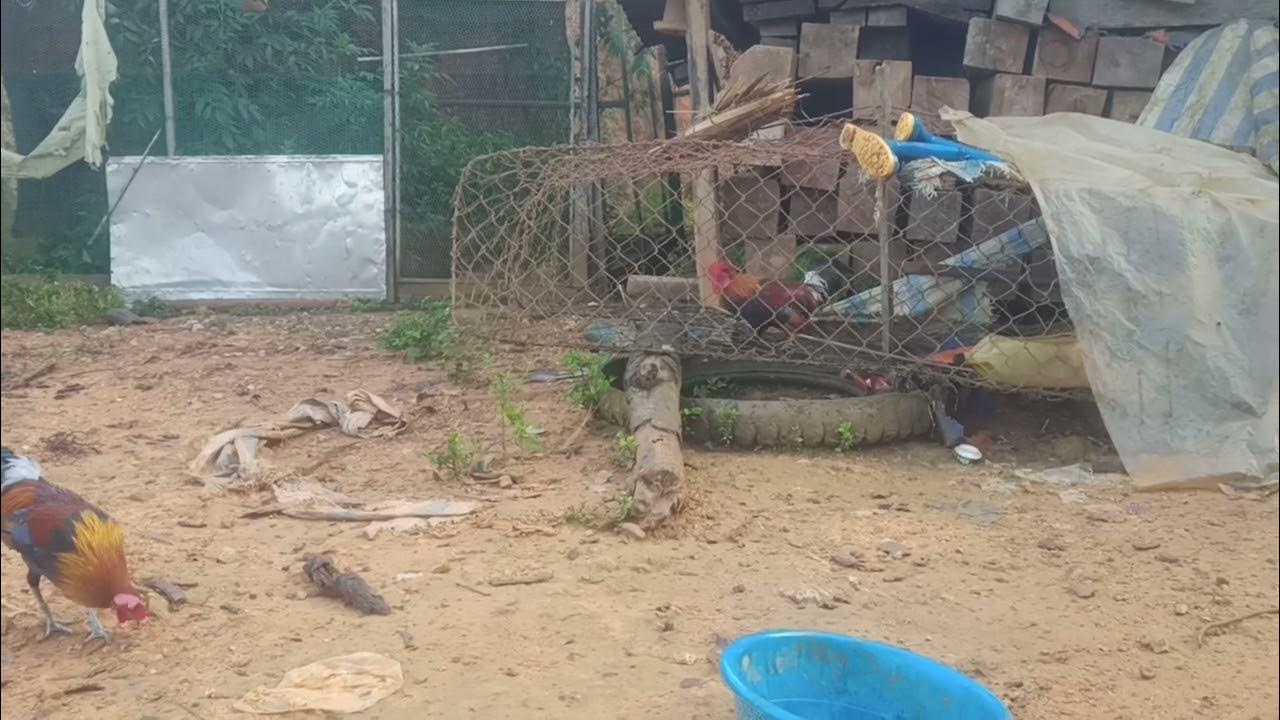 qaib qus f3 xyoo 2025 pib khav lawm os - YouTube