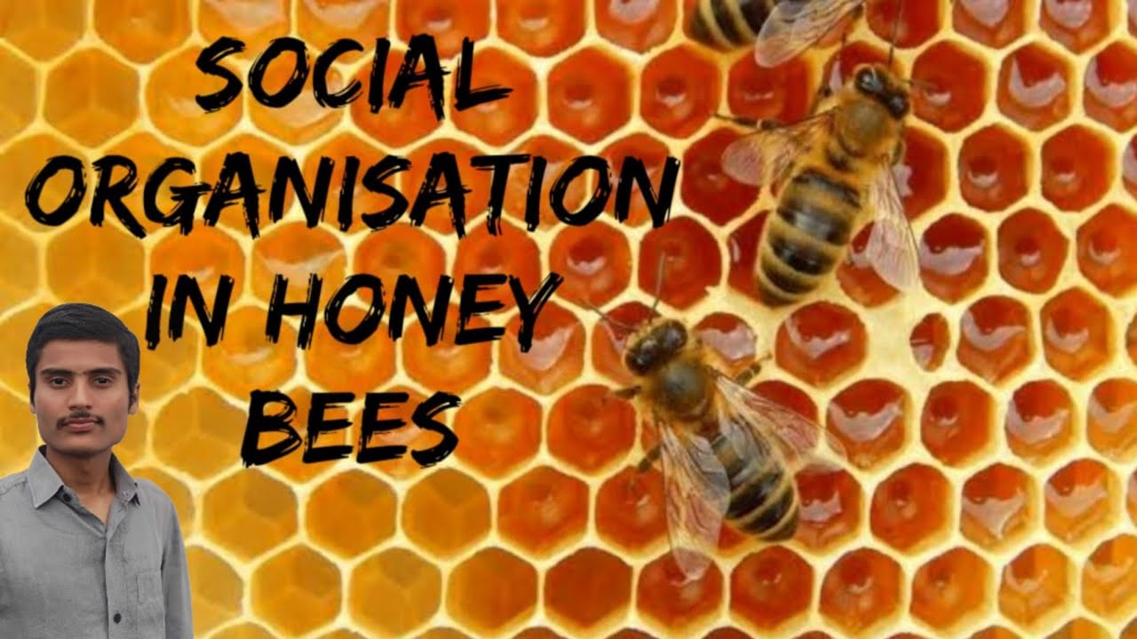 Social organization in Honey bees - YouTube