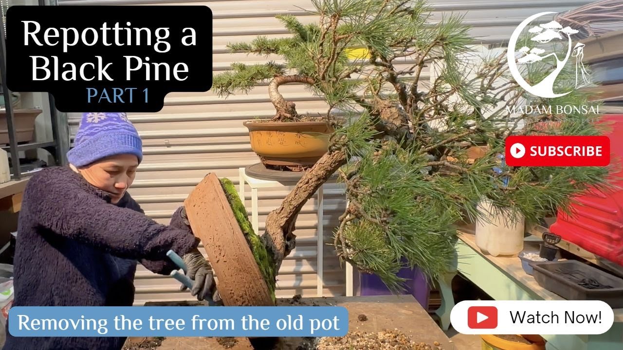 Repotting Black Pine Part 1 Removing the tree from the pot. - YouTube