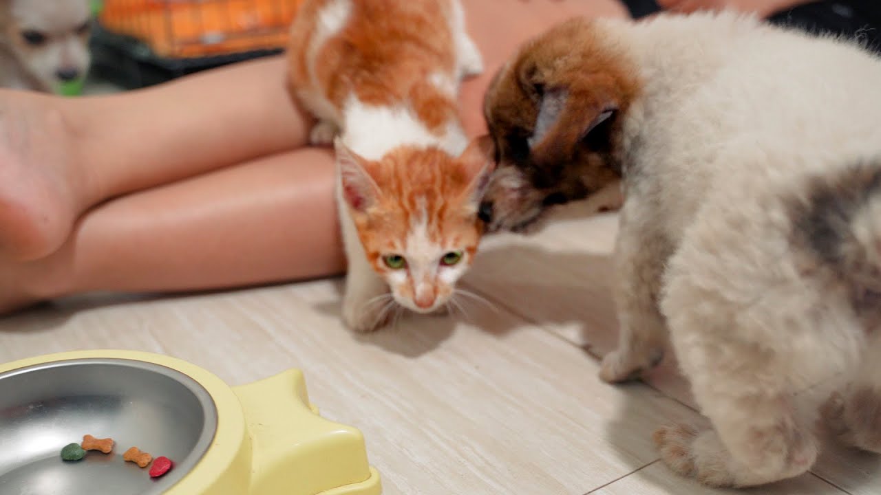 Puppies tries to be friends with a Kitten - YouTube