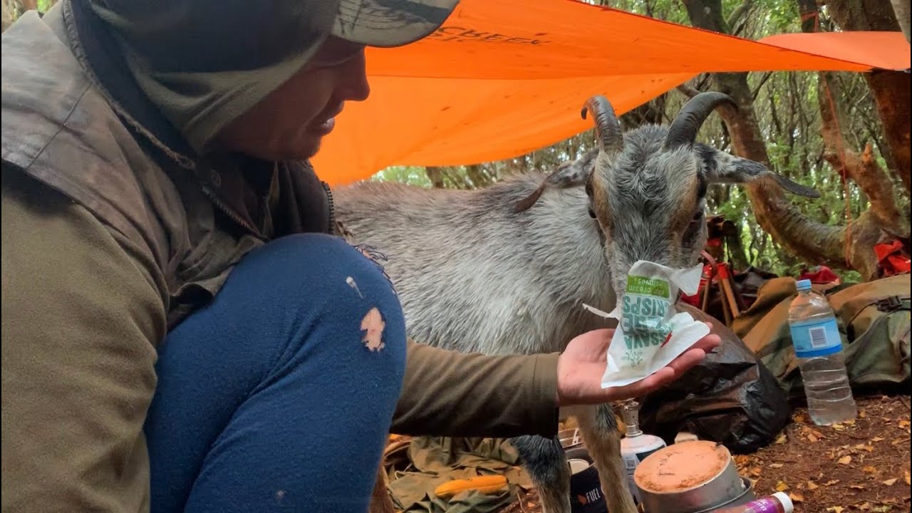 Summer Hunting - The Ruahine Hunter and Steve the Goat - YouTube