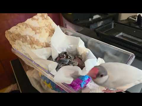 Java finch mom visits babies (Day 15)