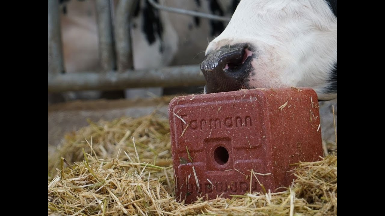 HOW TO MAKE MULTI-NUTRIENTS BLOCKS:PART II - YouTube