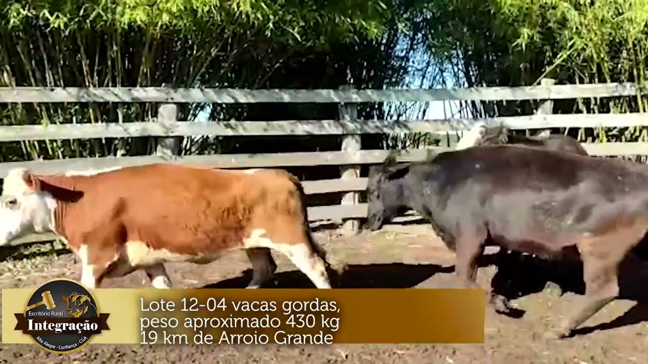 Lote 12- vacas gordas - YouTube