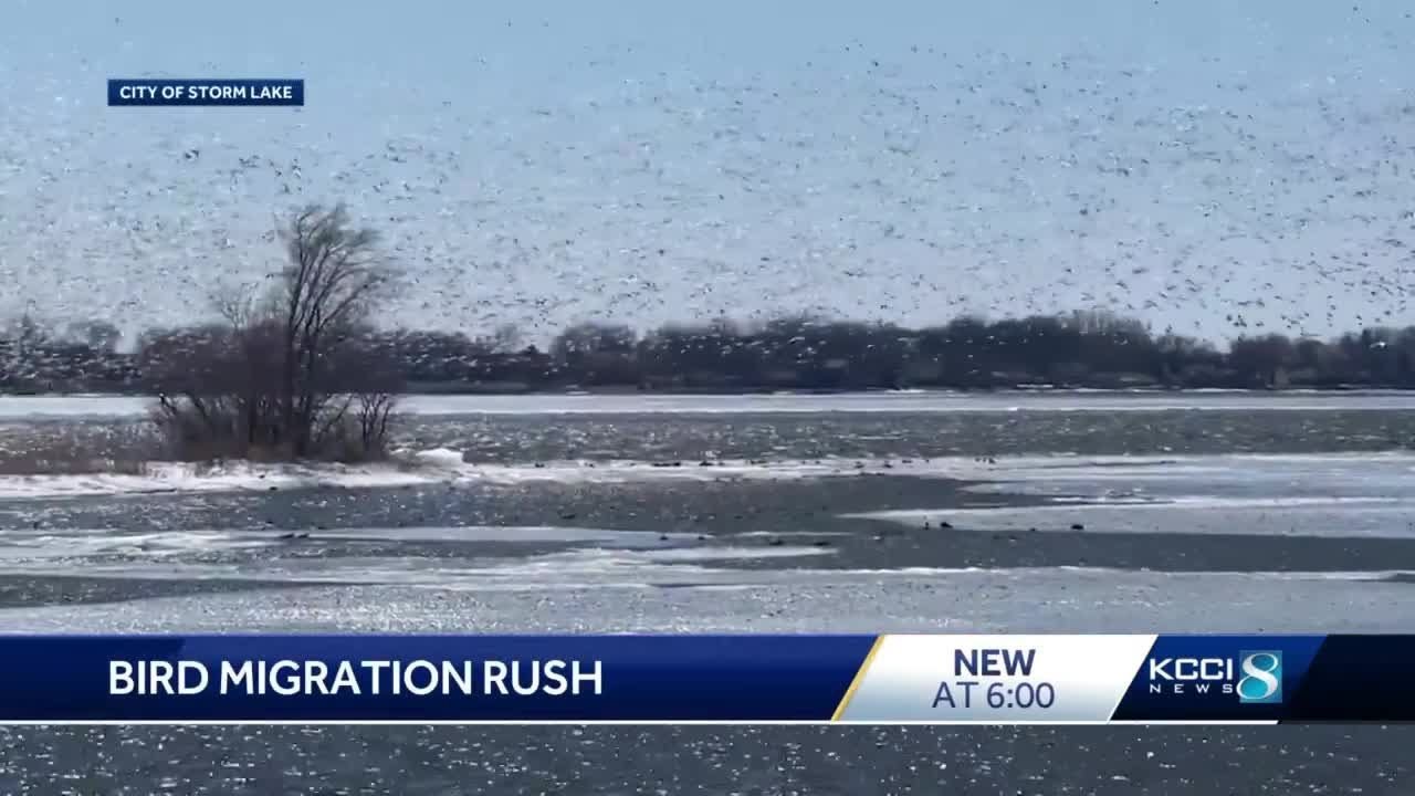 Expert: As many as 30M birds could transit over Iowa in a single night ...