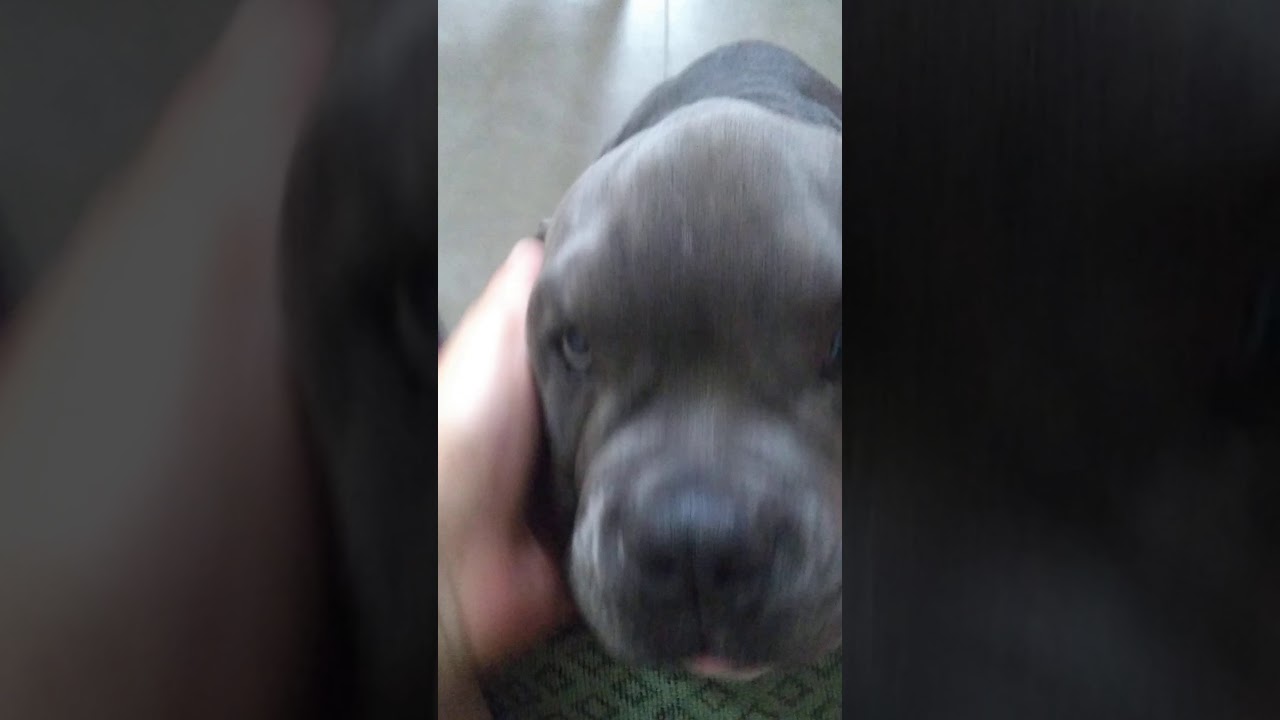 Bebê American Bully - YouTube