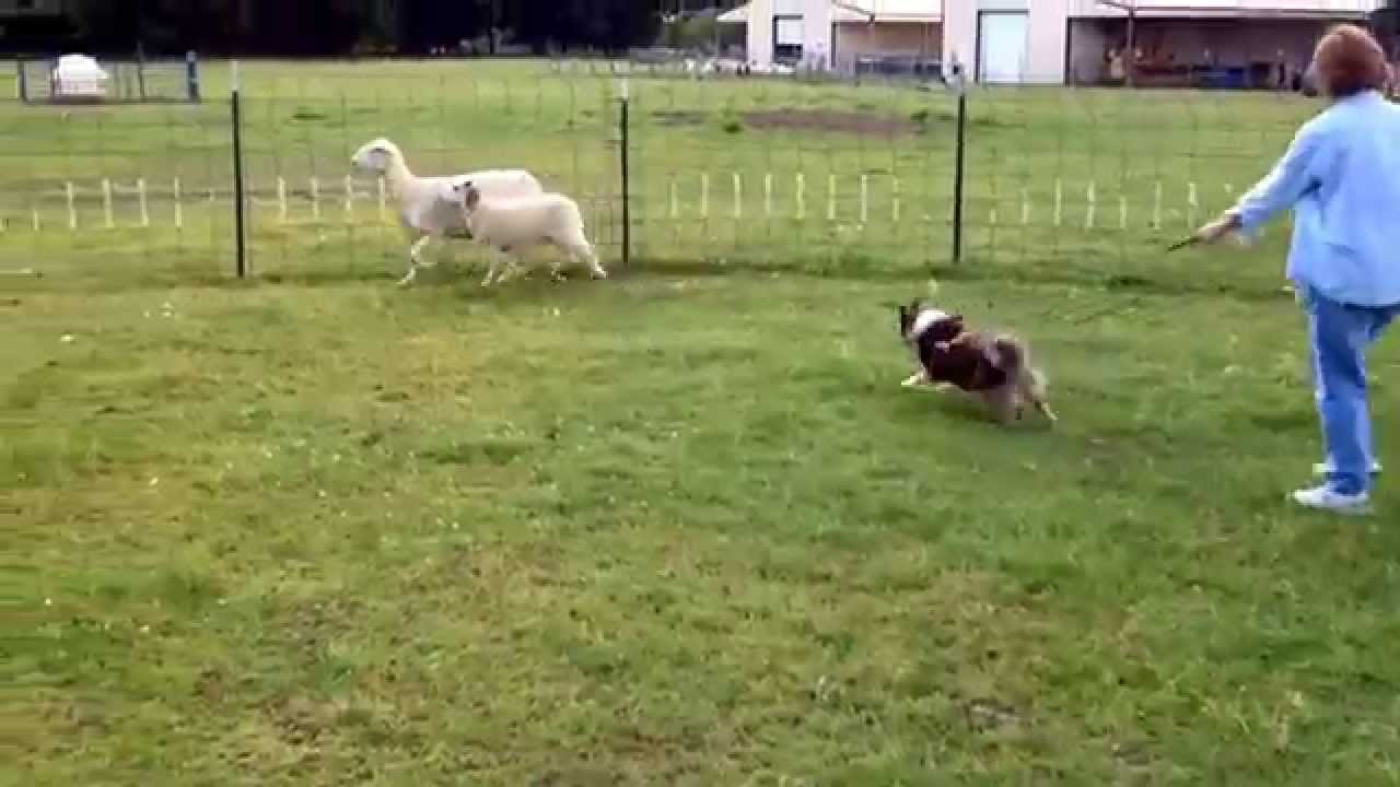 5/18/14 Crush herding sheep 1st time - YouTube
